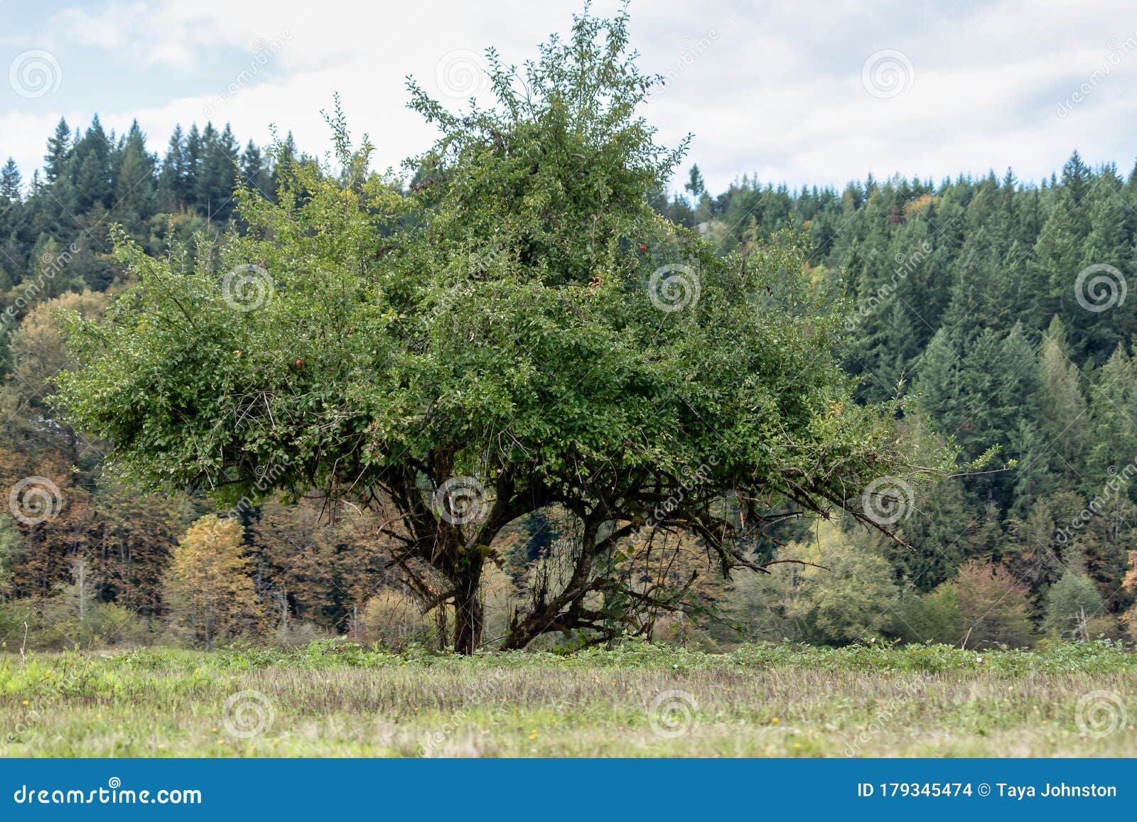 Wild Apple Tree in a Grassy Clearing Stock Photo - Image of autumn ...