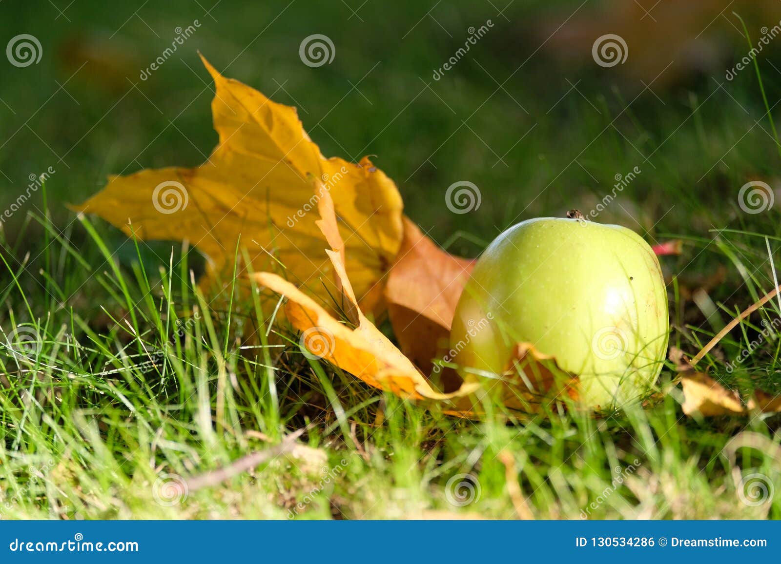 Wild apple tree stock photo. Image of small, tree, leaf - 130534286