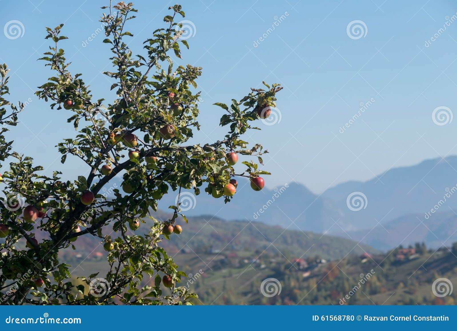Wild Apple Tree in the Mountains Stock Photo - Image of chemicals ...