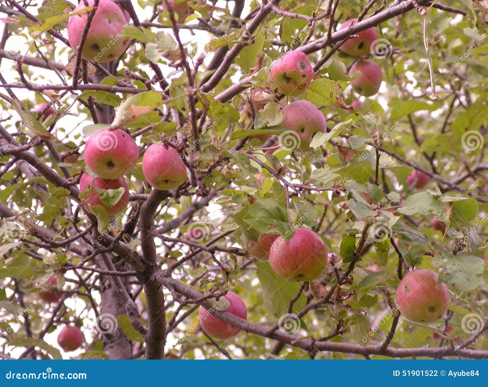 Wild Apple Tree stock photo. Image of leaves, branches - 51901522