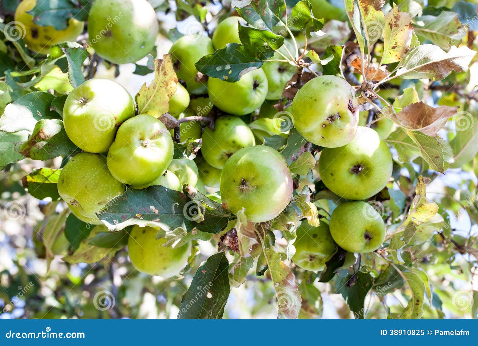 215 Tall Wild Apple Tree Stock Photos - Free & Royalty-Free Stock ...