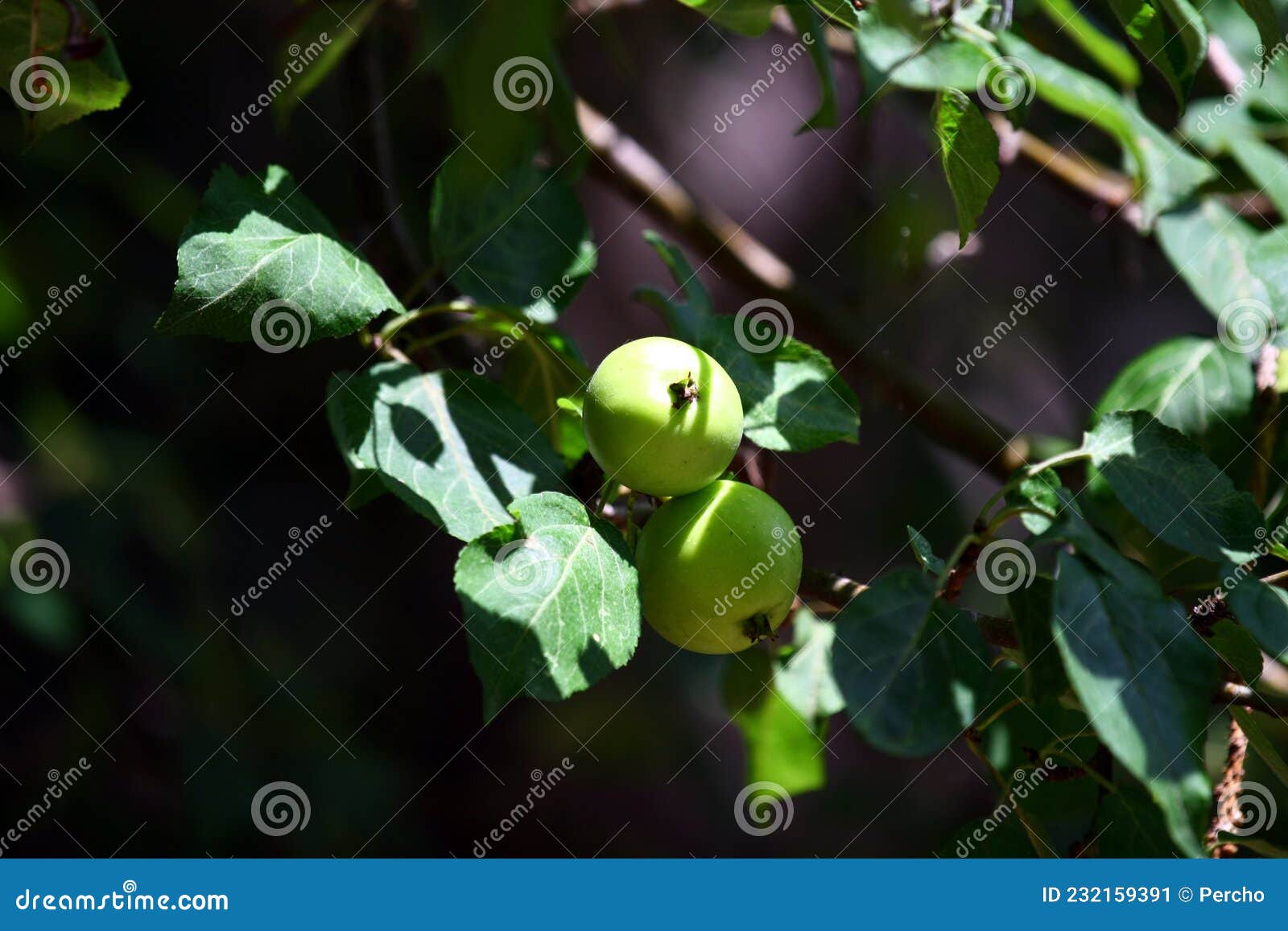 Wild apples stock image. Image of apple, forest, growing - 232159391