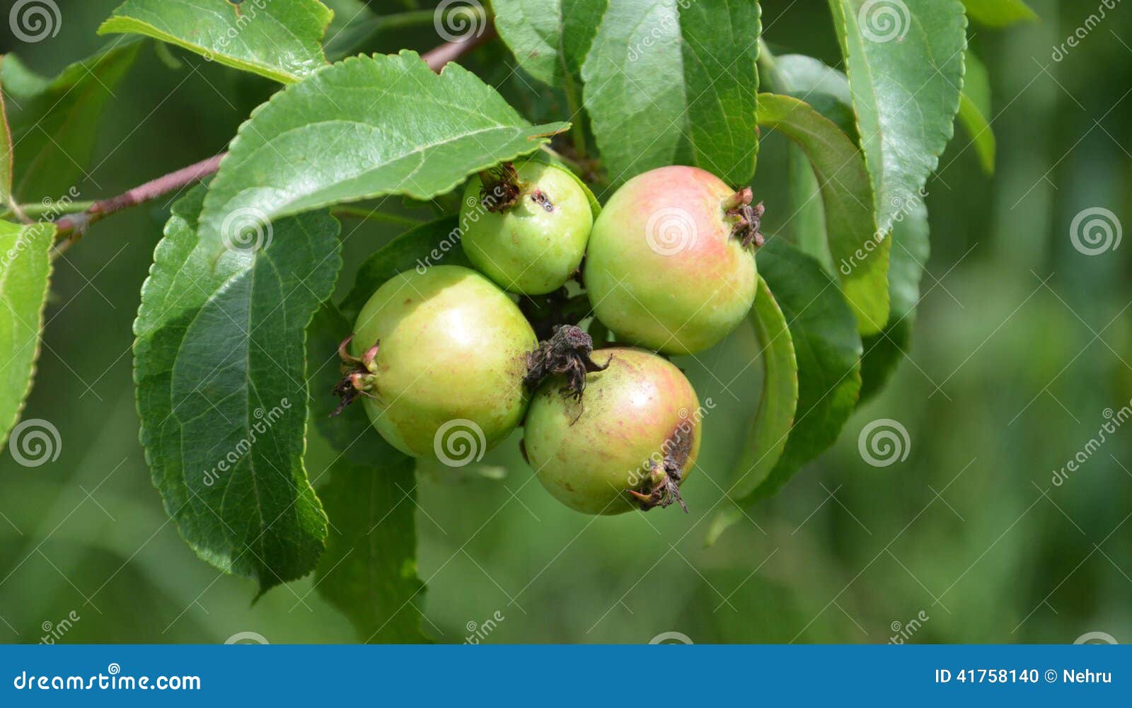 Wild apples stock photo. Image of diet, leafs, tourist - 41758140