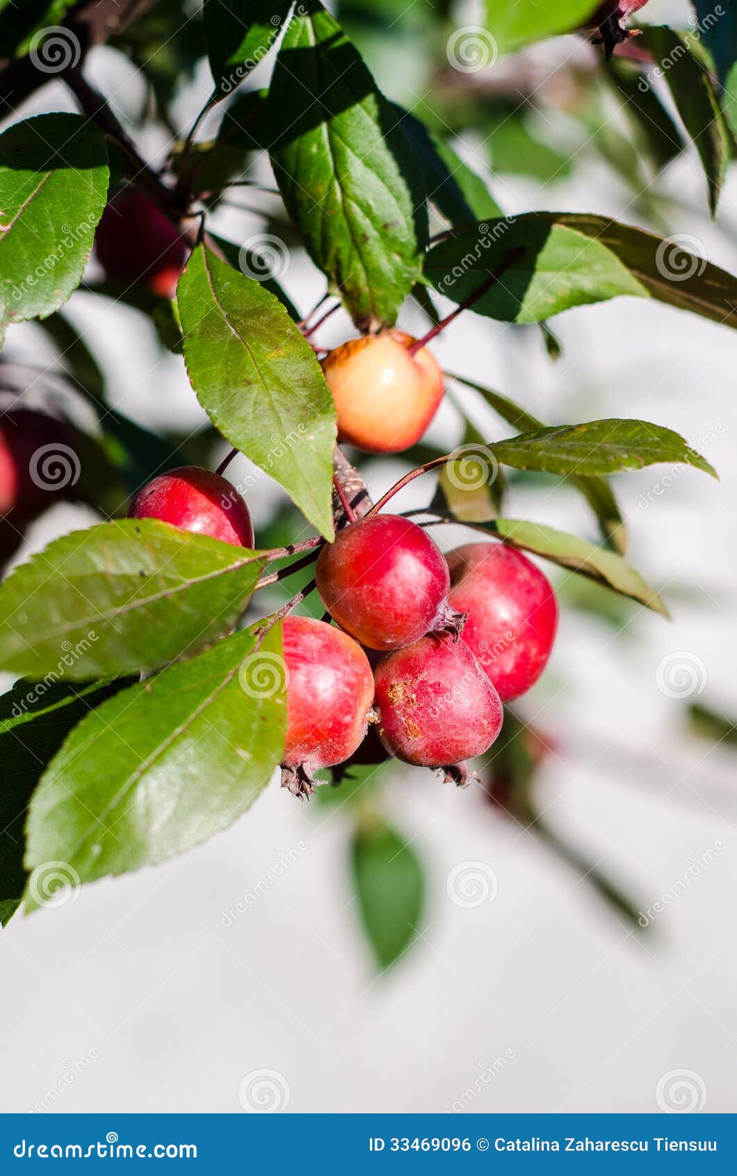 Wild apples stock photo. Image of apple, fruits, spring - 33469096