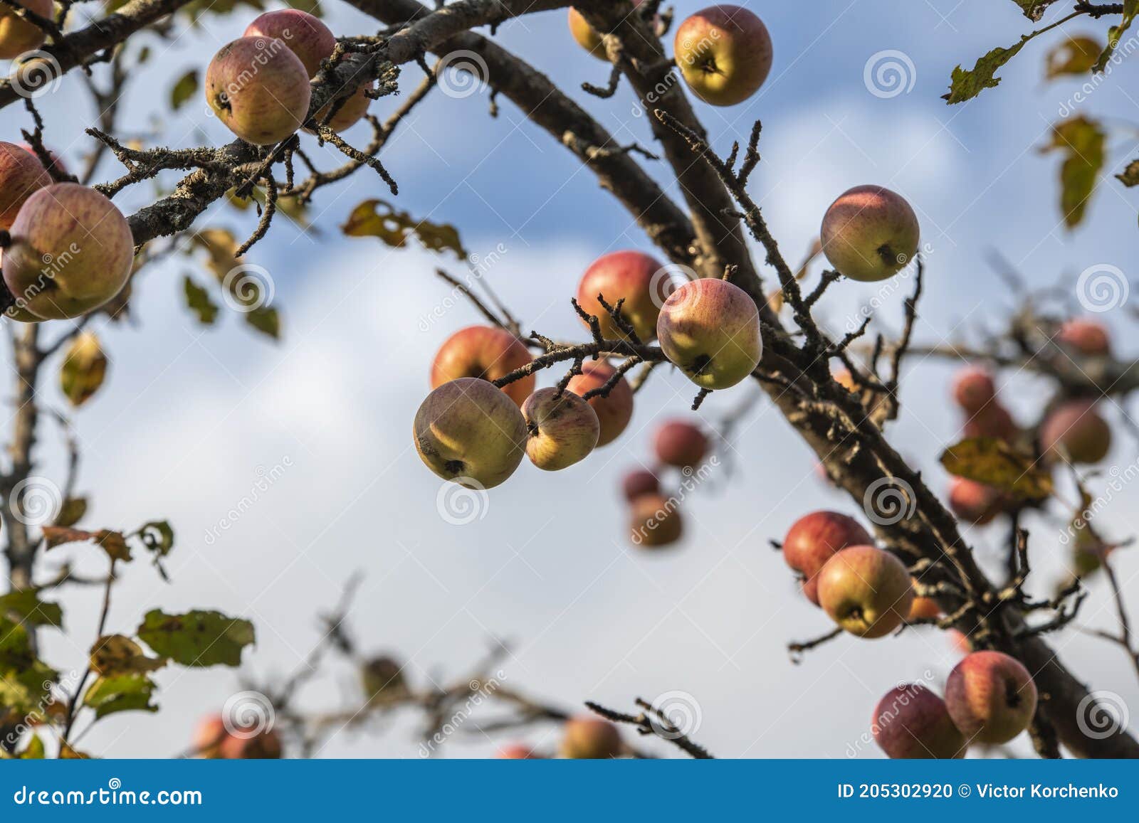Wild Apples on a Tree in the Abandoned Orchard Stock Photo - Image of ...