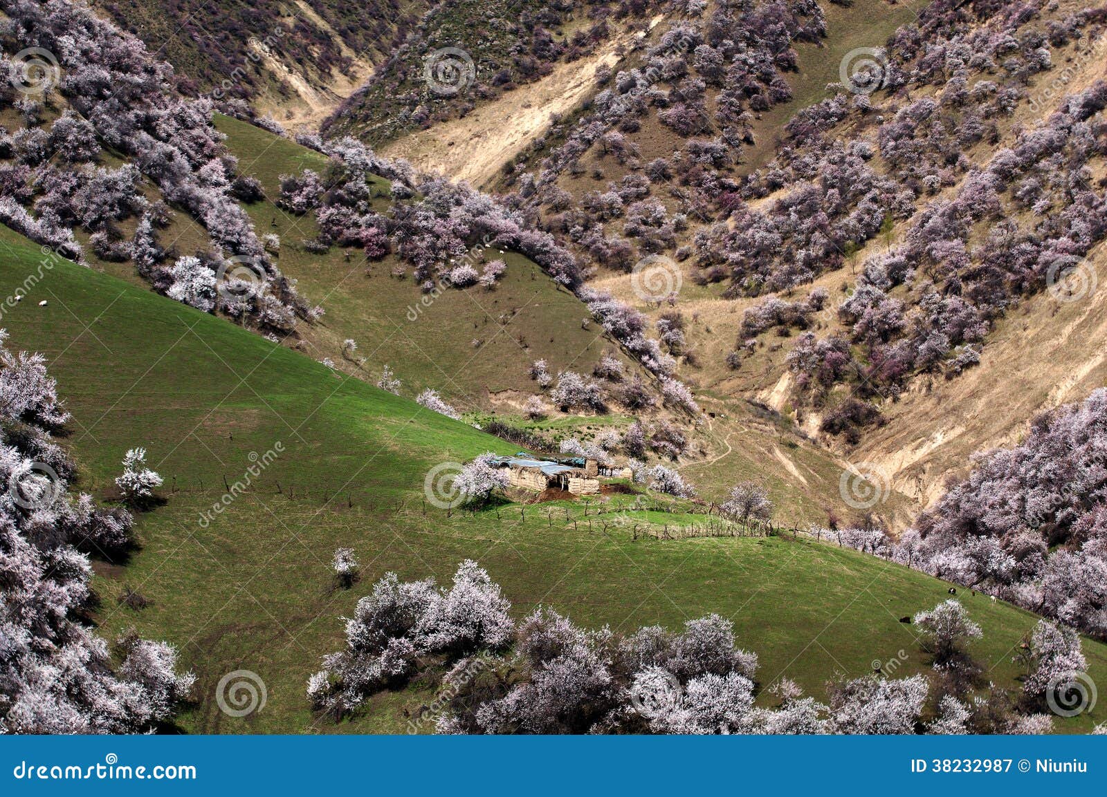 Wild Apricot Forest in YiLi Stock Image - Image of xinjiang, apricot ...