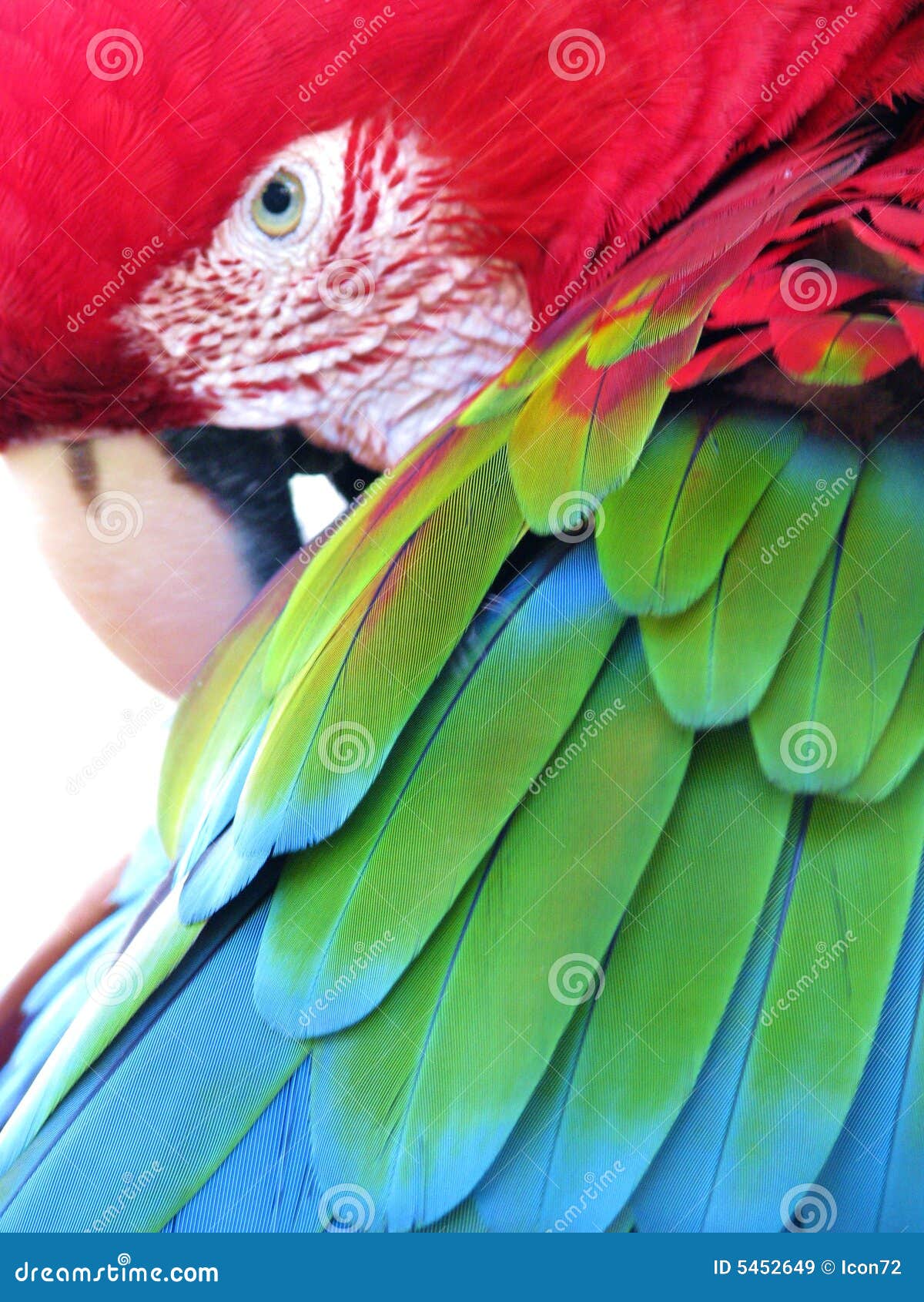 Wild Arara (parrot) stock image. Image of green, feather - 5452649