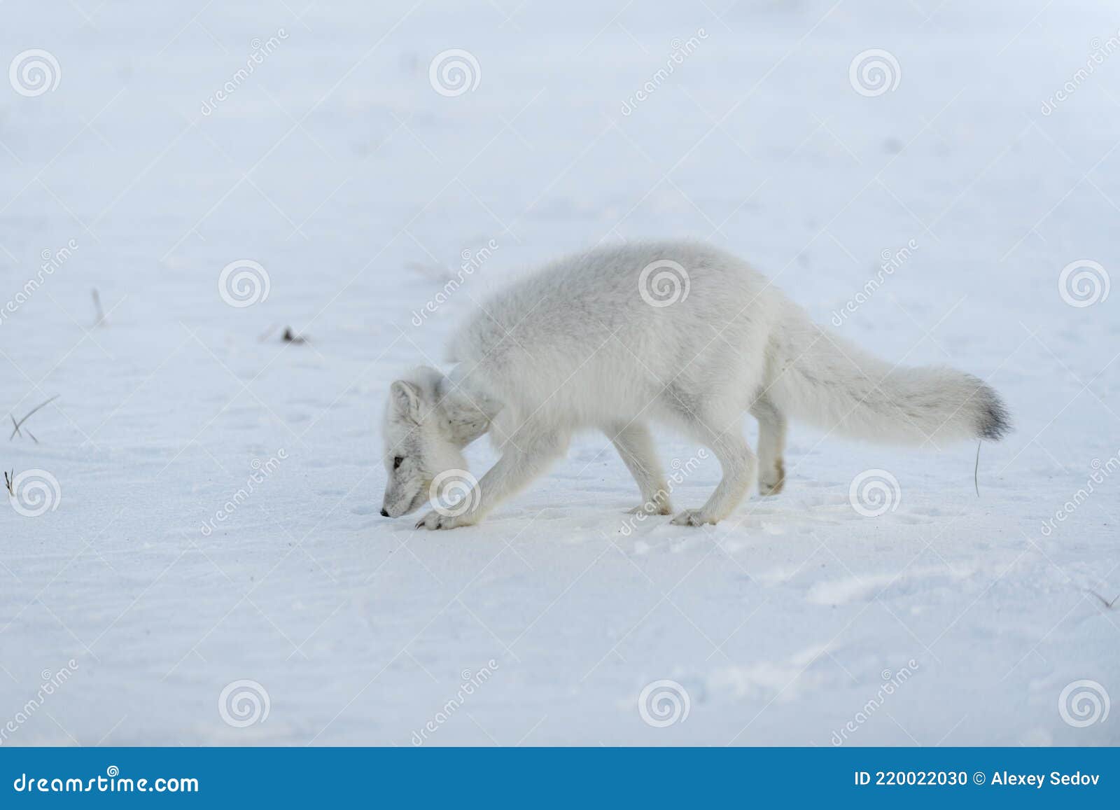 Wild Arctic Fox with Plastic on His Neck in Winter Tundra. Ecology ...