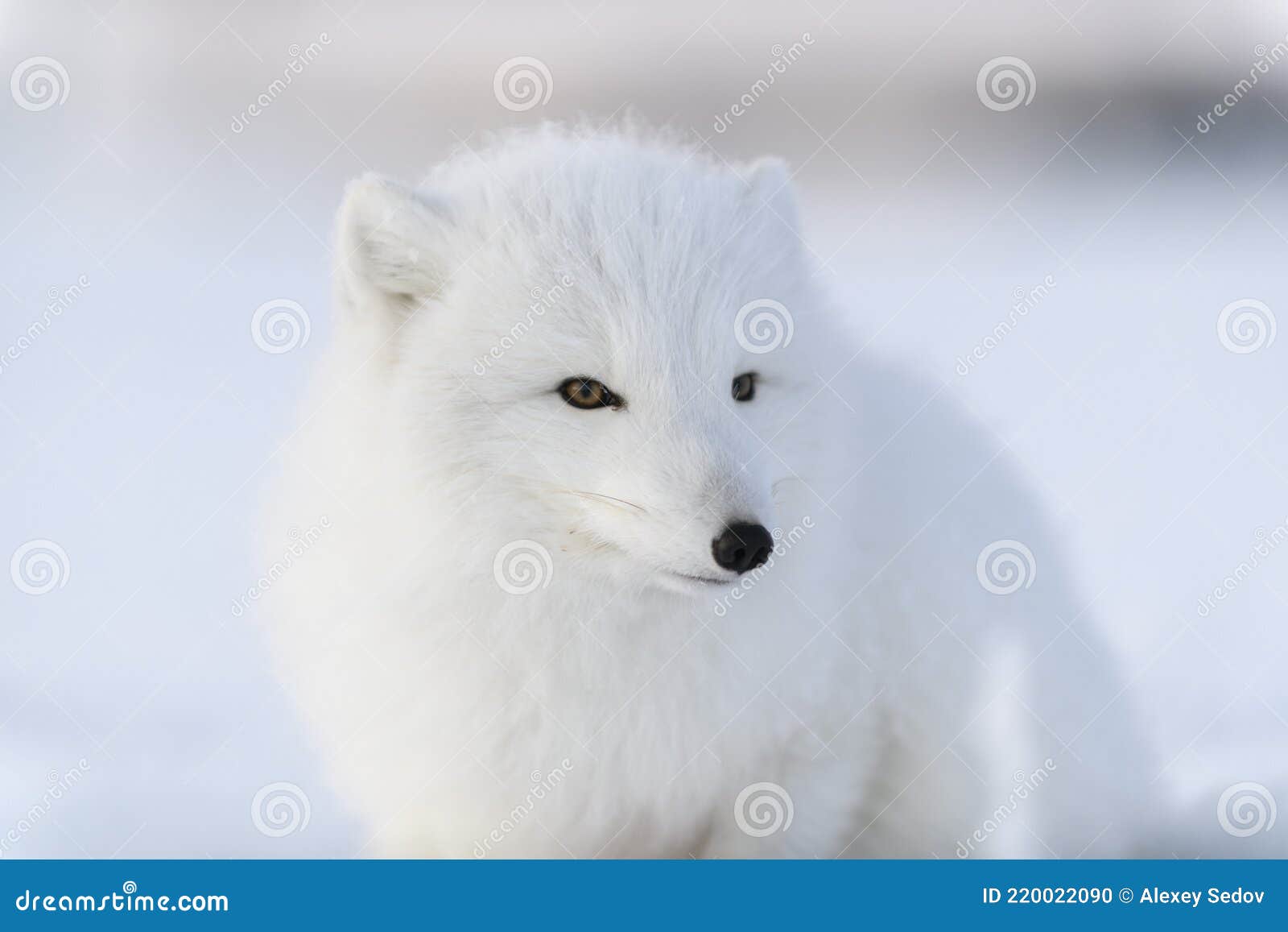 Wild Arctic Fox Vulpes Lagopus Head. Arctic Fox Close Up Stock Photo ...