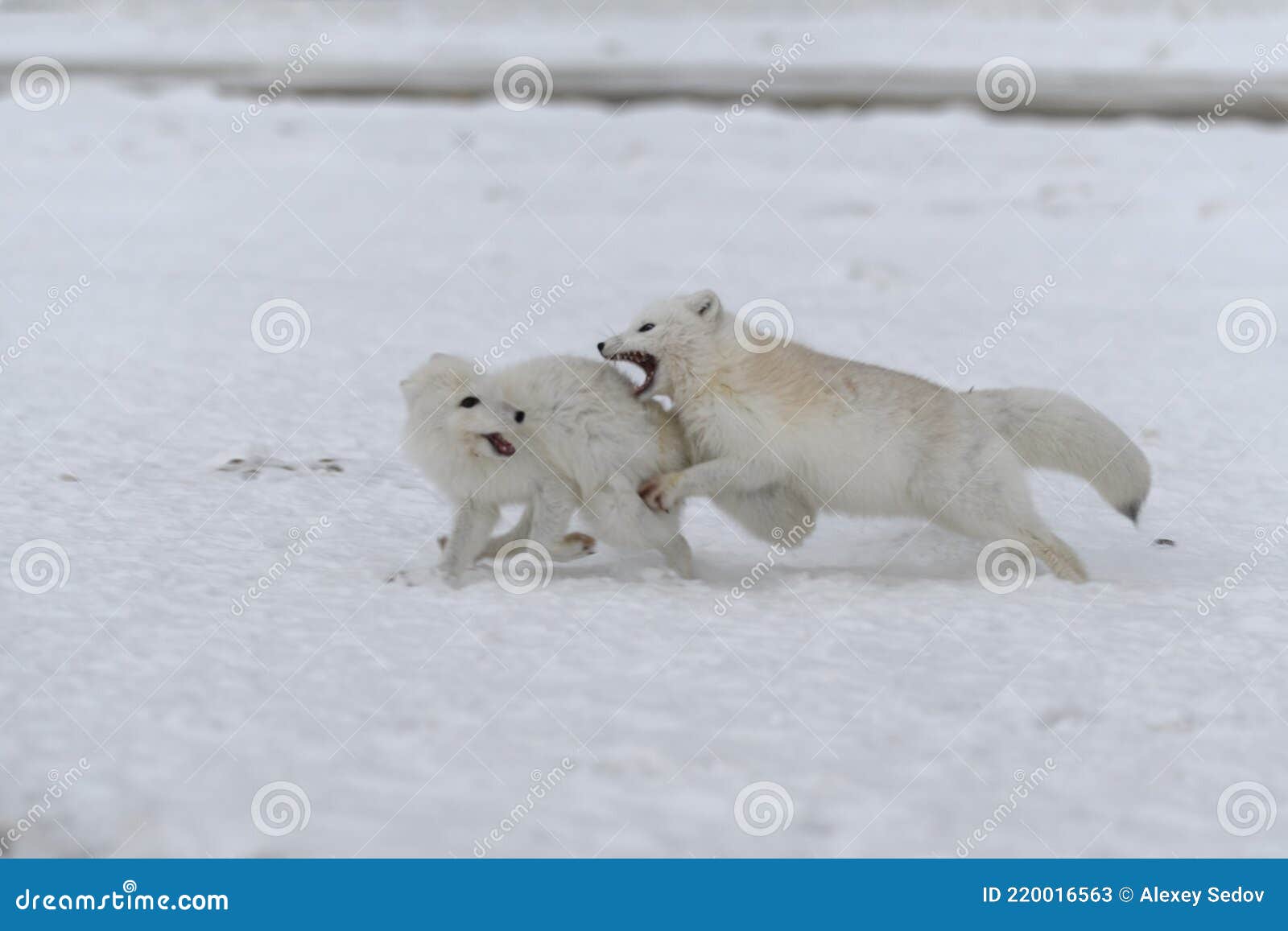 Wild Arctic Foxes Fighting in Tundra in Winter Time. White Arctic Fox ...