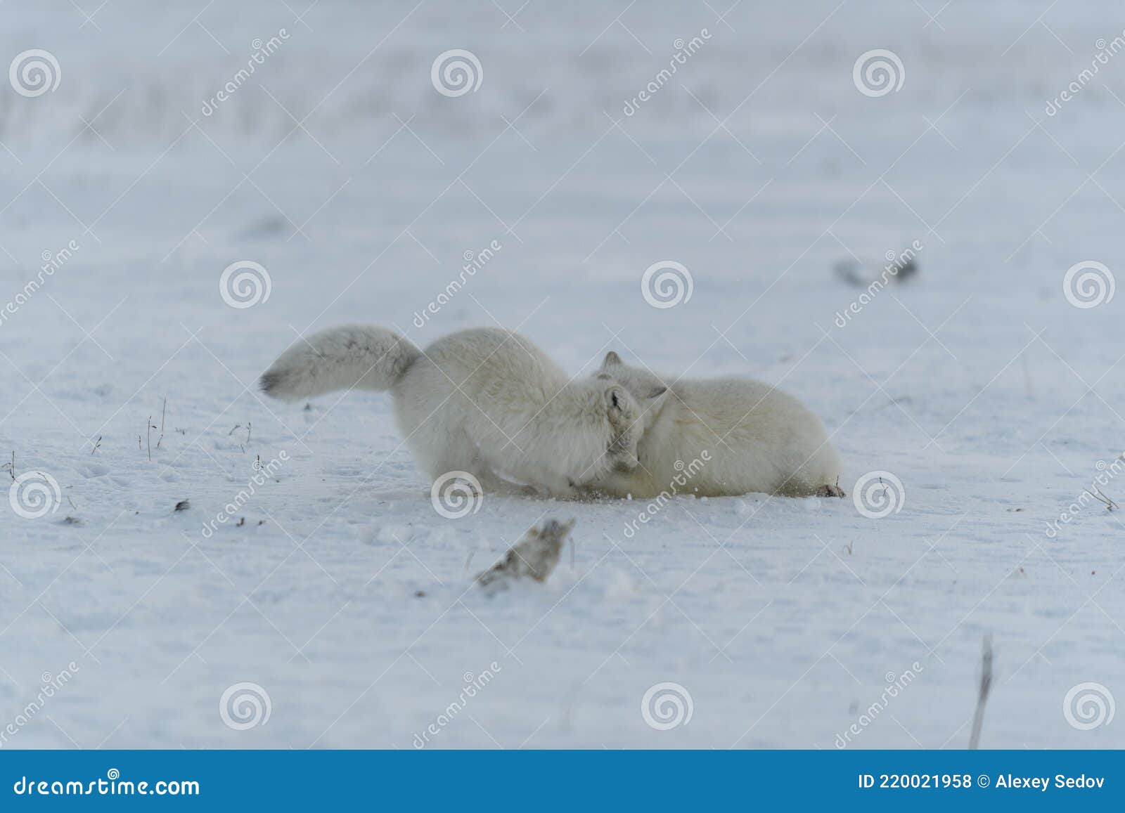 Wild Arctic Foxes Fighting in Tundra in Winter Time. White Arctic Fox ...