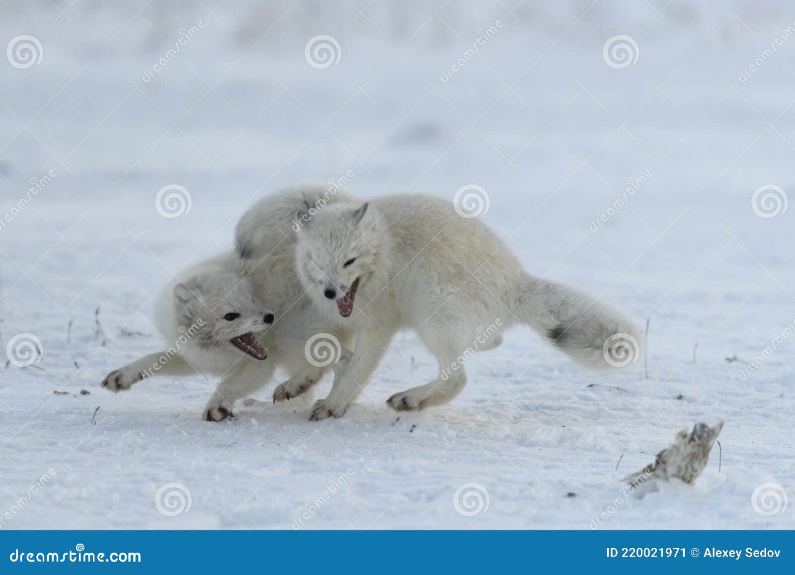 Wild Arctic Foxes Fighting in Tundra in Winter Time. White Arctic Fox ...