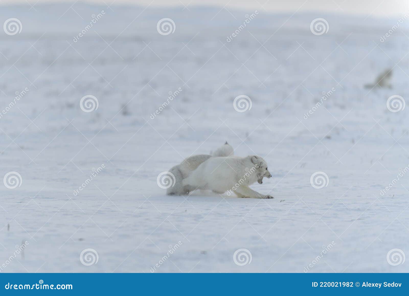 Wild Arctic Foxes Fighting in Tundra in Winter Time. White Arctic Fox ...