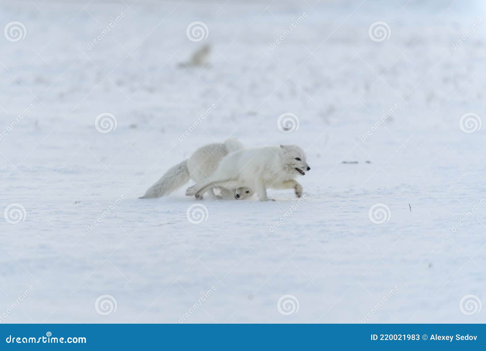 Wild Arctic Foxes Fighting in Tundra in Winter Time. White Arctic Fox ...