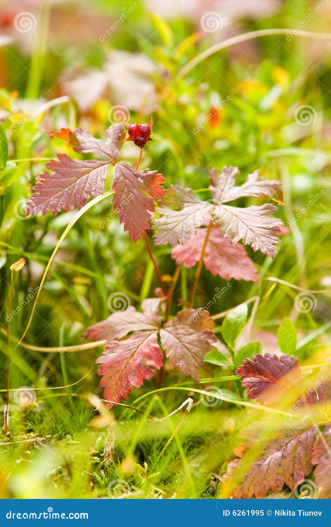 Wild Arctic raspberry stock image. Image of raspberry - 6261995