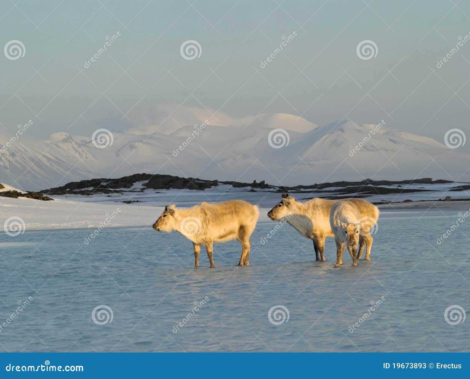 Wild Arctic Reindeers Standing In The Water Stock Image - Image of cold ...