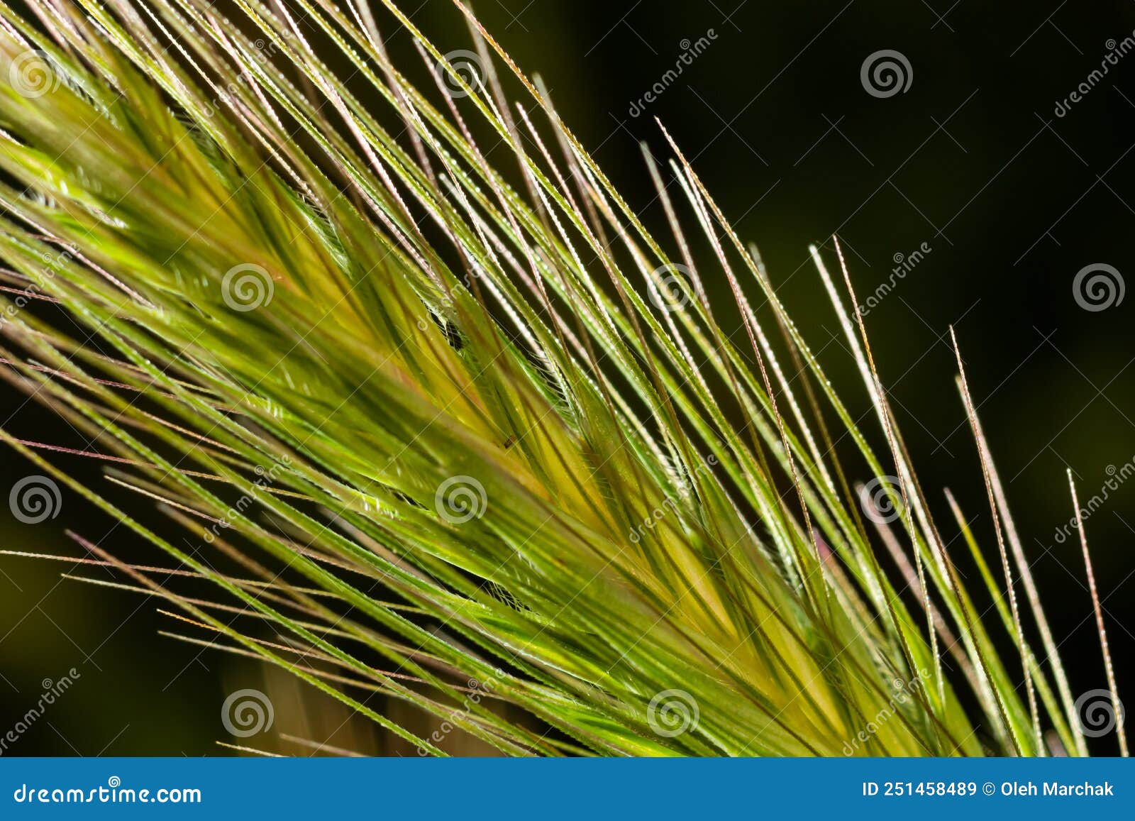 In the Wild, As a Weed Grows Barley Hordeum Murinum Stock Image - Image ...