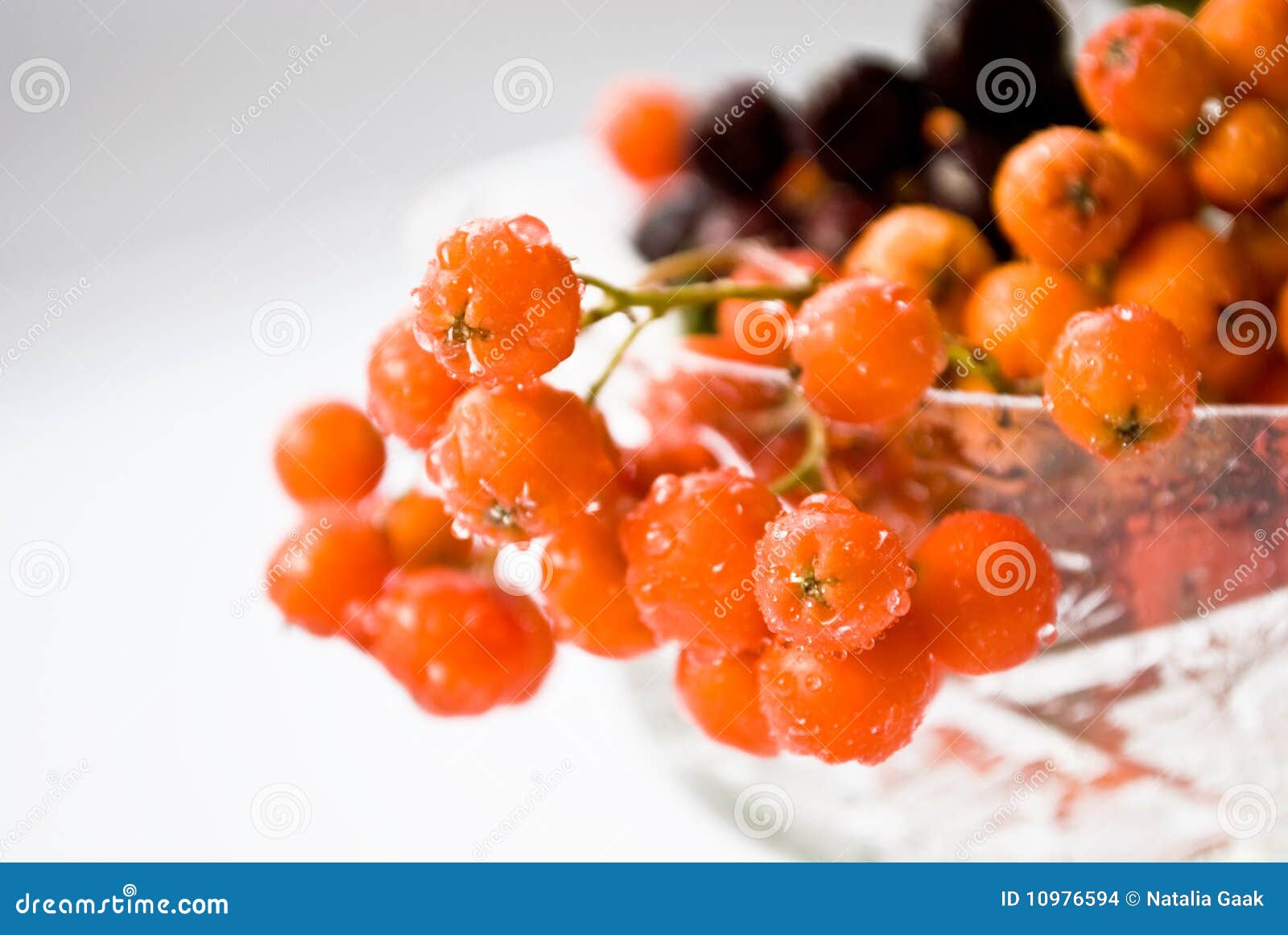 Wild ash stock photo. Image of ripe, cluster, botany - 10976594