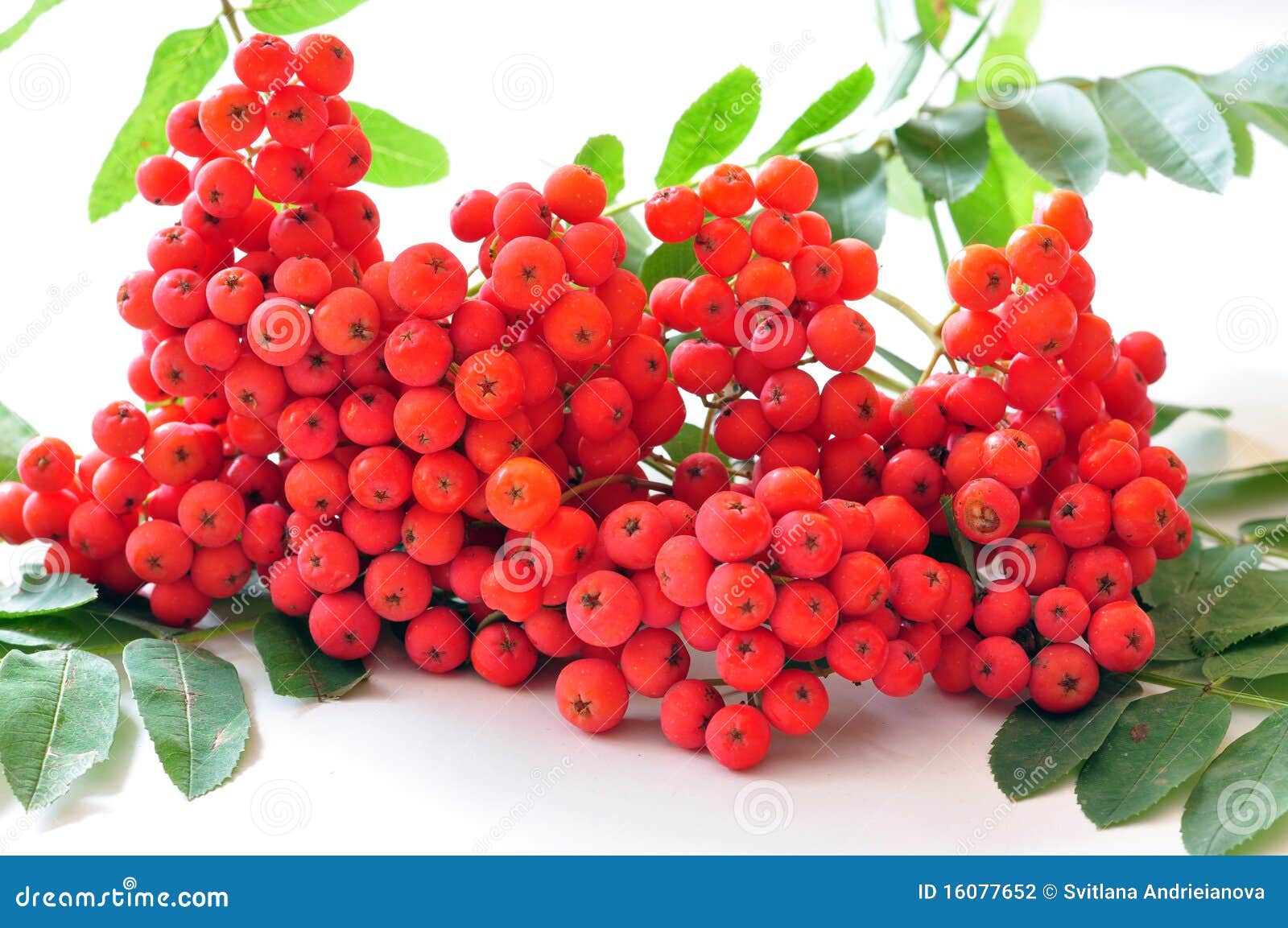 Wild ash stock photo. Image of berries, berry, green - 16077652