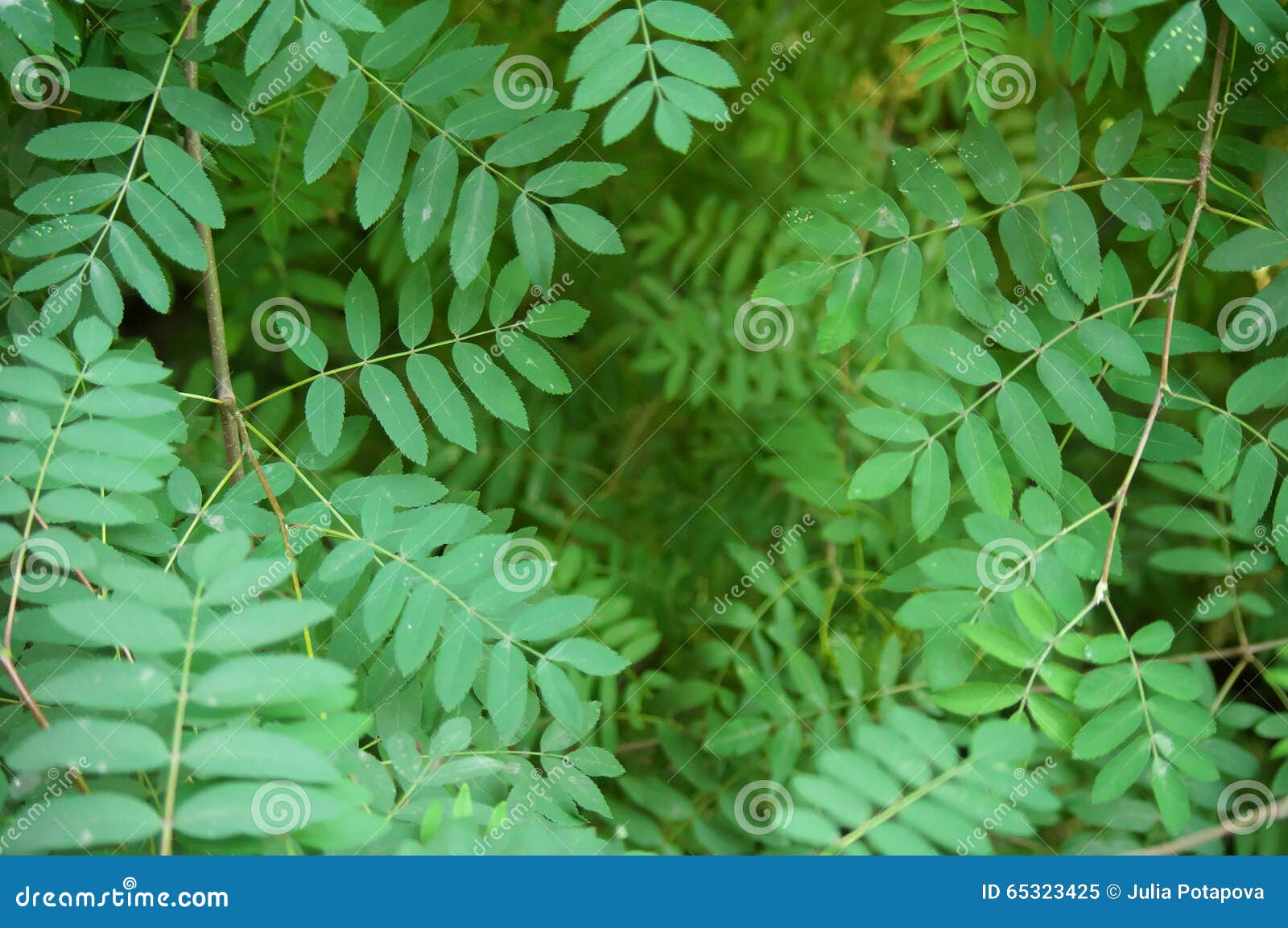 Wild ash leaves stock image. Image of sectile, wildlife - 65323425