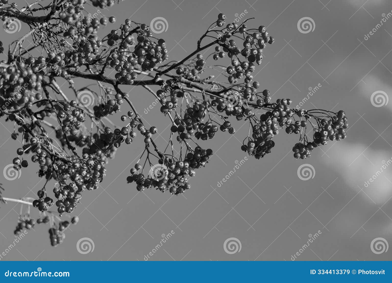 Wild Ash Tree with Red Berry on Branch and Sky Background Stock Image ...