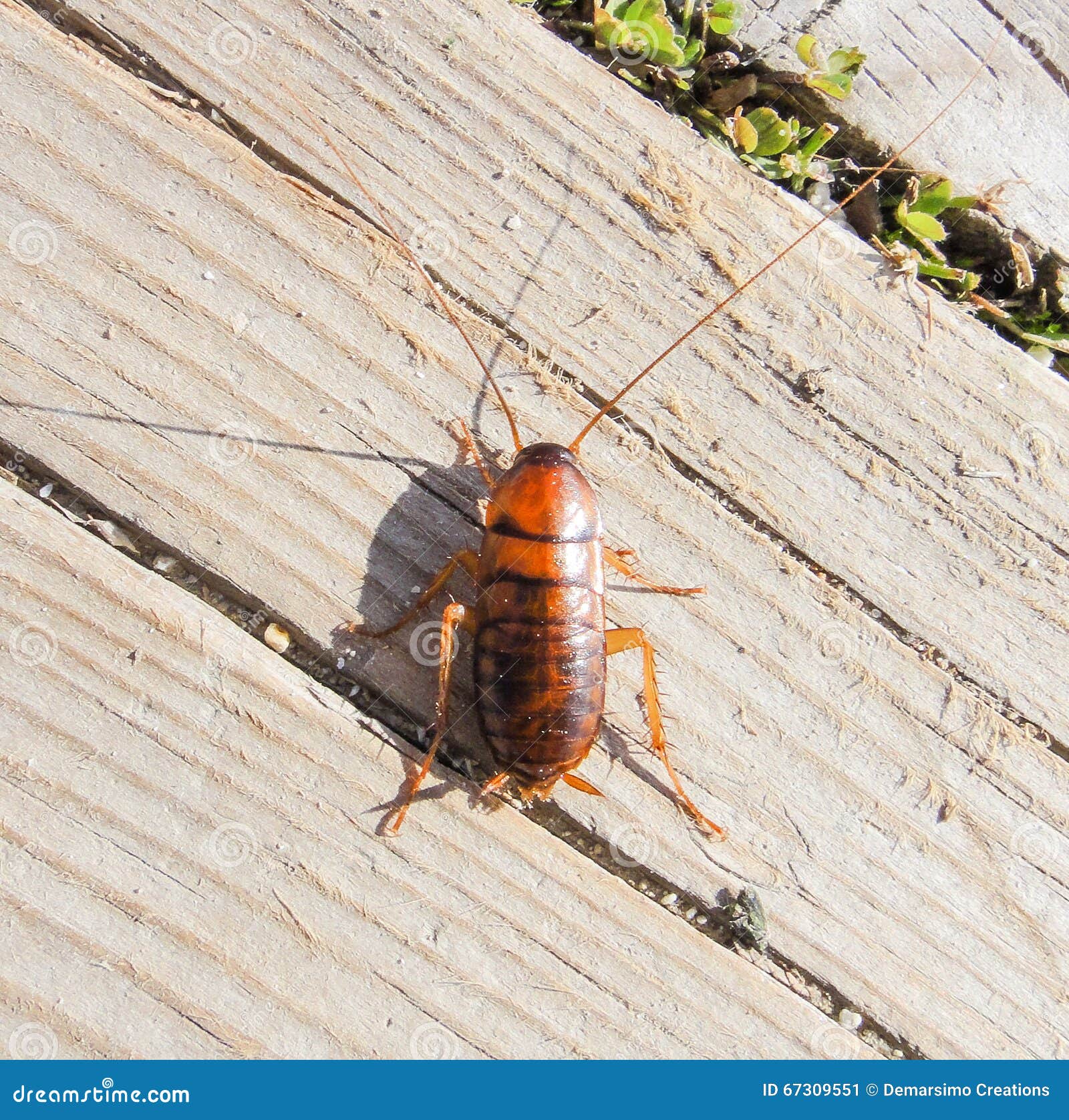 Wild asian cockroach stock image. Image of asia, asian - 67309551