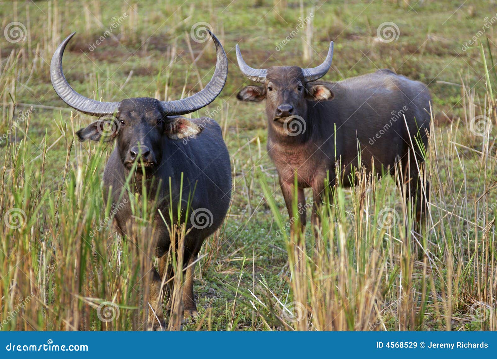 Wild Asiatic Buffalo stock image. Image of assam, endangered - 4568529