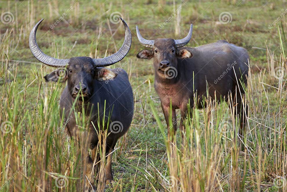 Wild Asiatic Buffalo stock image. Image of assam, endangered - 4568529