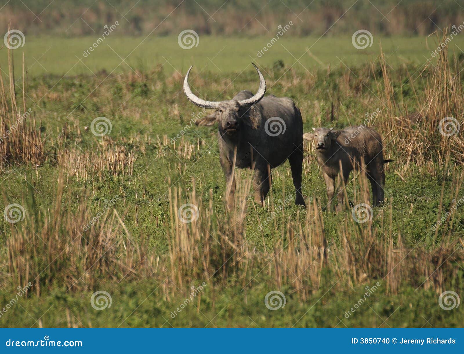 Wild asiatisk buffel arkivfoto. Bild av gräs, buffel, barn - 3850740