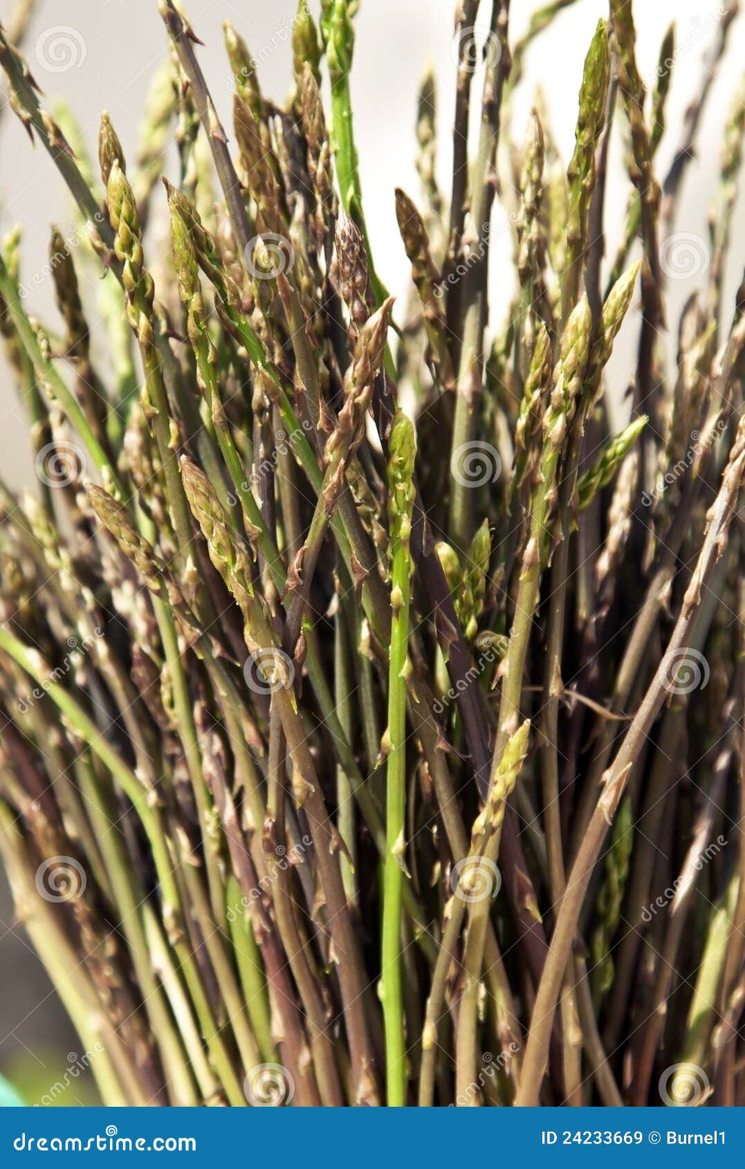 Wild asparagus stock image. Image of nutrition, delicious - 24233669