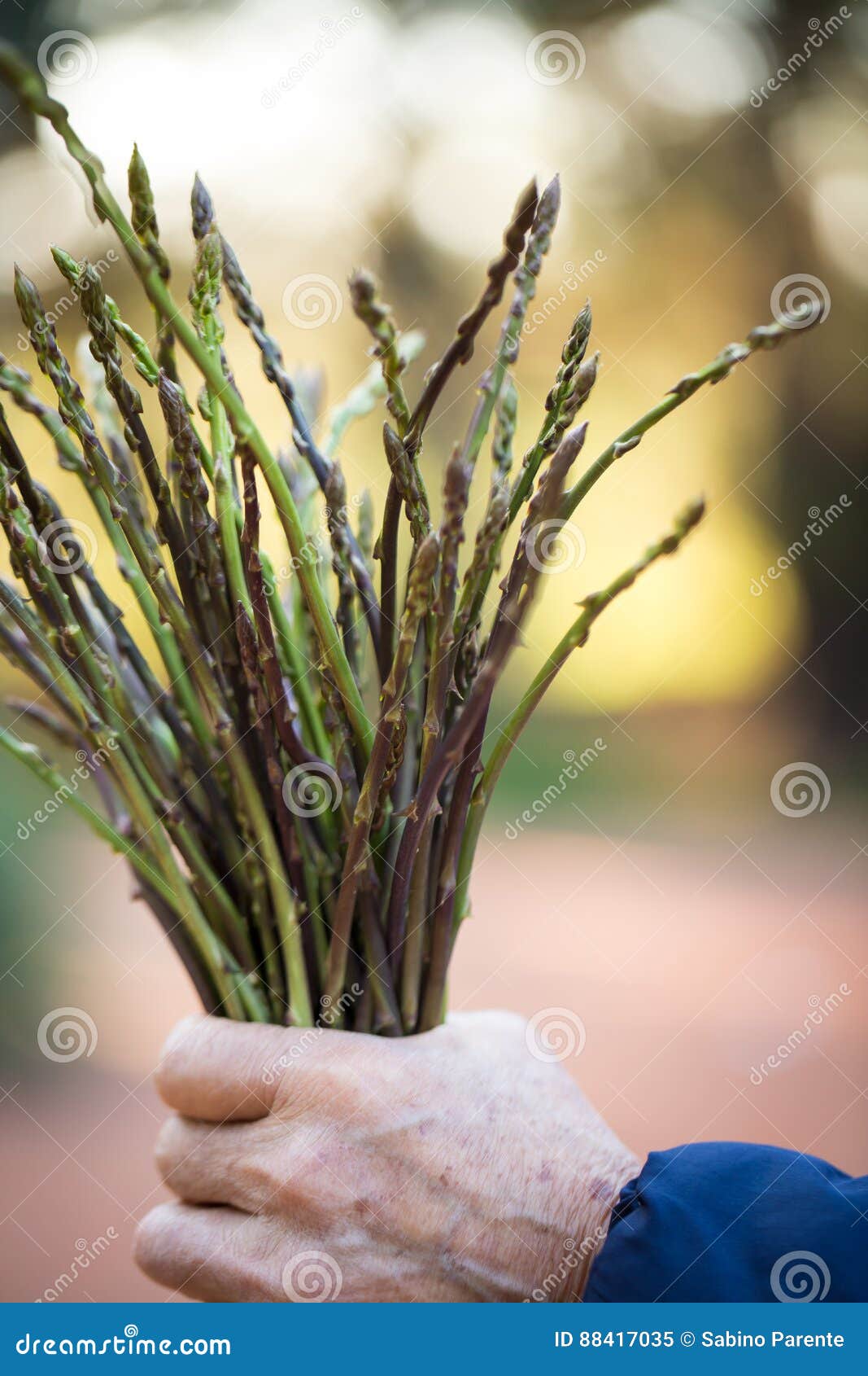Wild asparagus stock image. Image of seasonal, food, freshness - 88417035