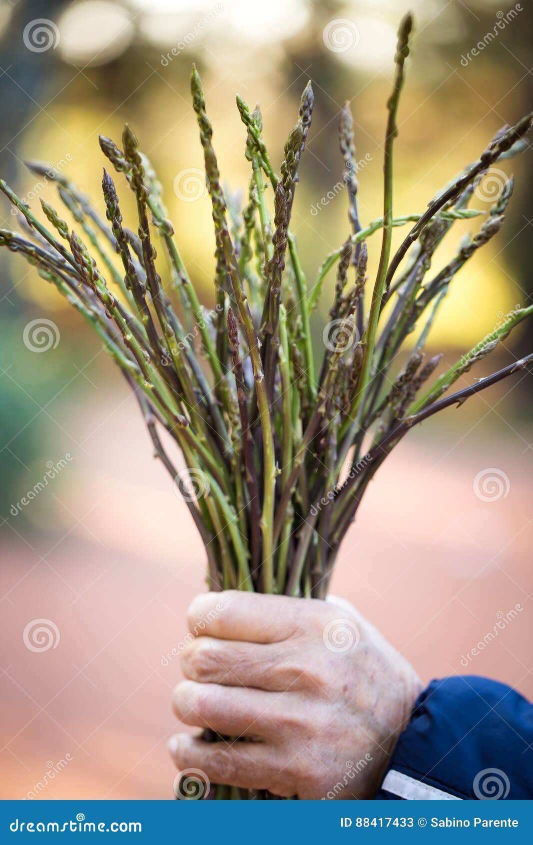 Wild asparagus stock image. Image of healthy, vegetarian - 88417433