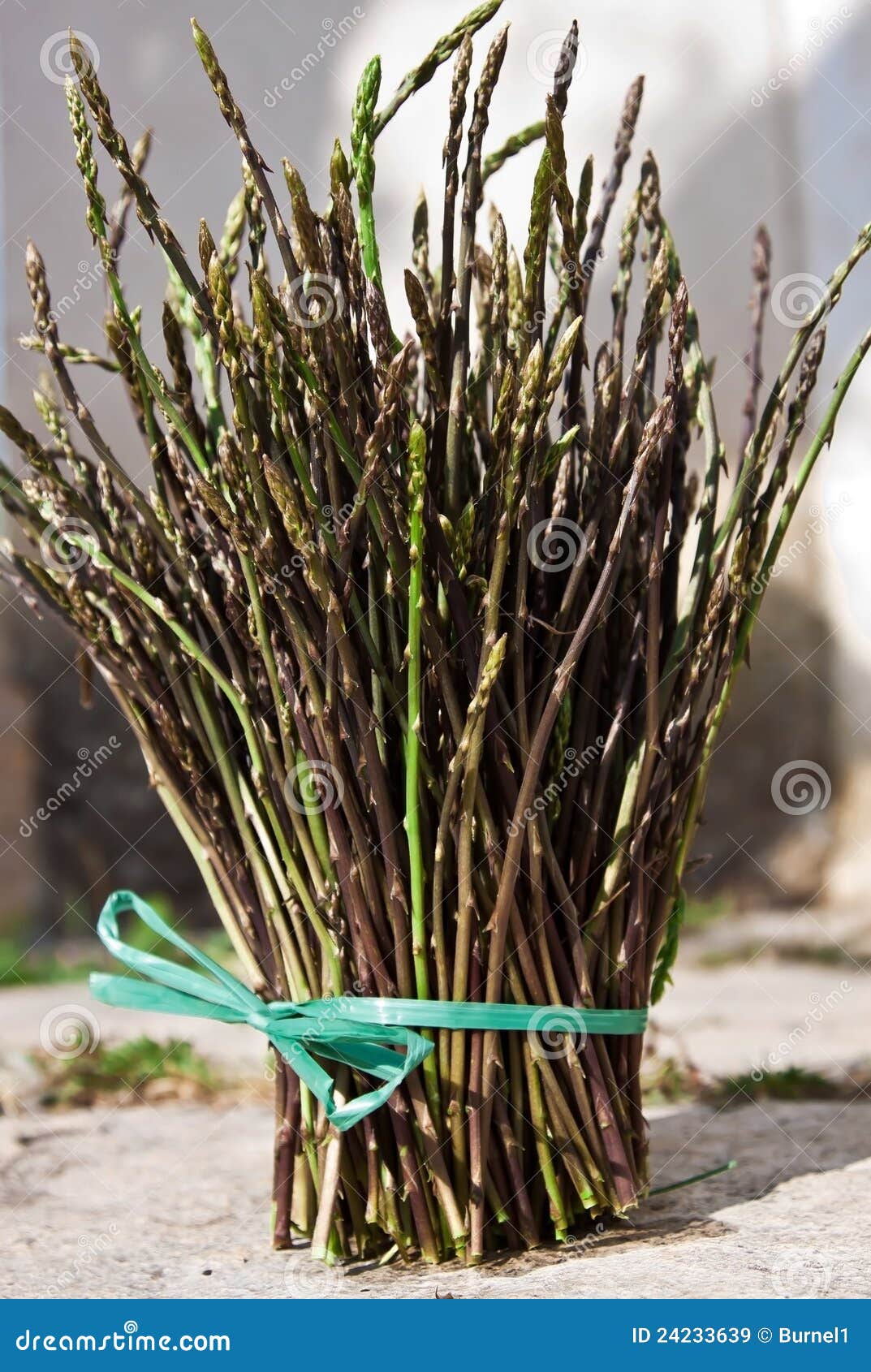 Wild asparagus I stock image. Image of vegetable, healthy - 24233639
