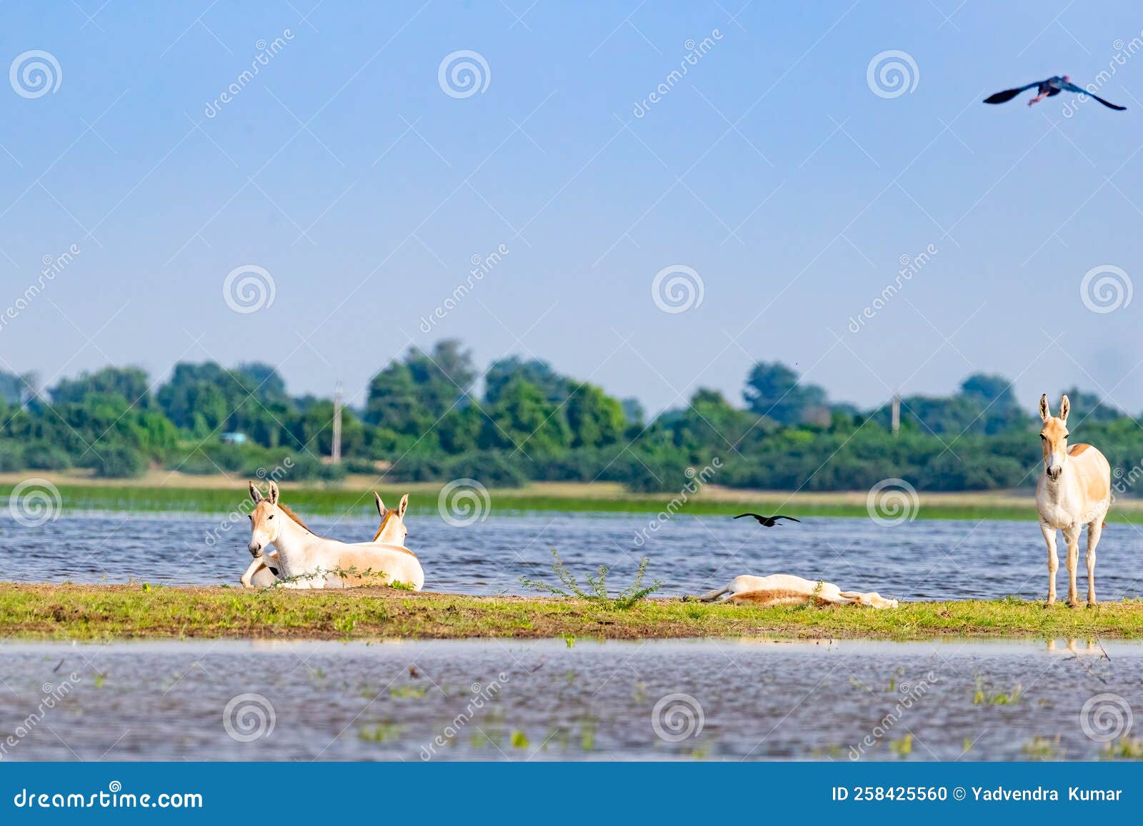 A Wild family resting stock photo. Image of family, friendly - 258425560