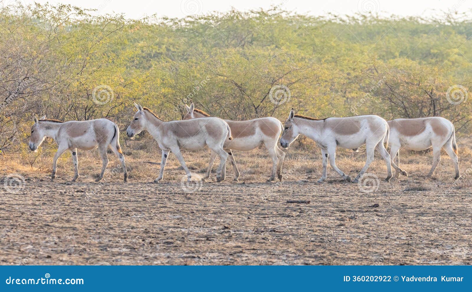 A Wild stock photo. Image of brown, donkey, adorable - 360202922