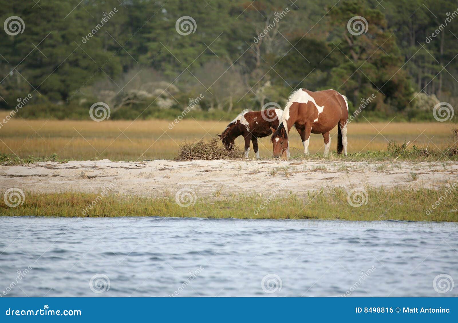 Wild Assateague ponies stock photo. Image of horse, family - 8498816