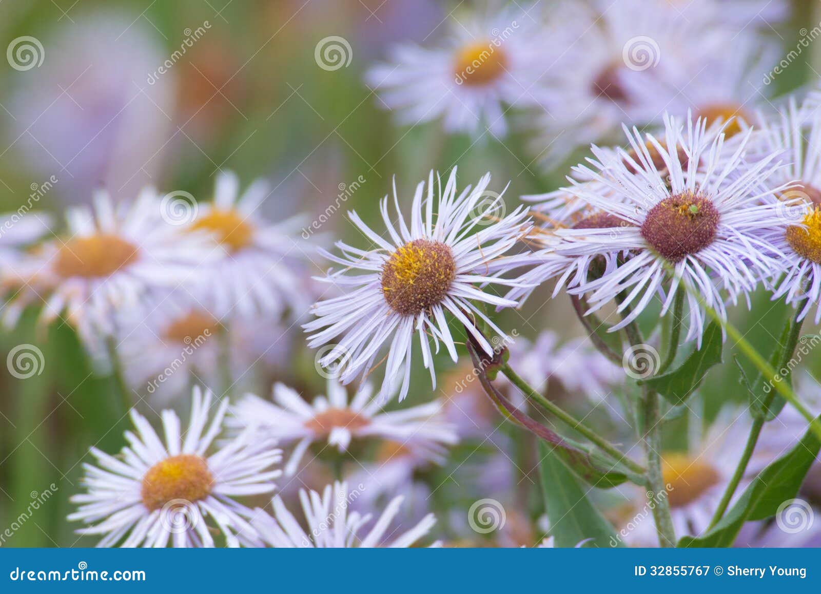 Wild Asters stock image. Image of beauty, flora, green - 32855767