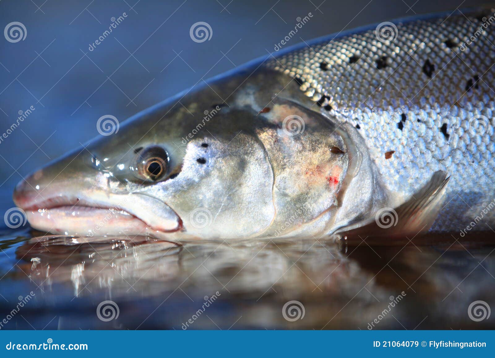 Wild Atlantic Salmon stock image. Image of fishing, equipment - 21064079