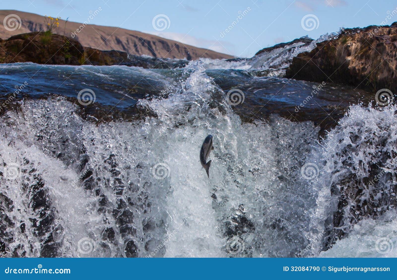 Wild Atlantic Salmon stock photo. Image of leaping, iceland - 32084790