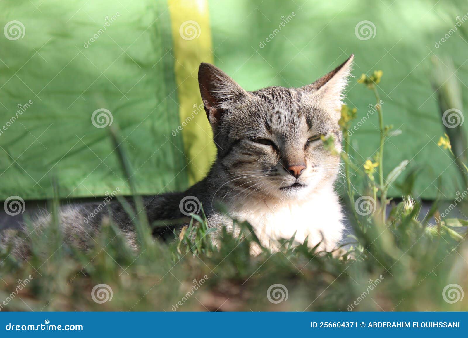 Wild Atlas Cat in the Yagour Mountains Stock Image - Image of whiskers ...