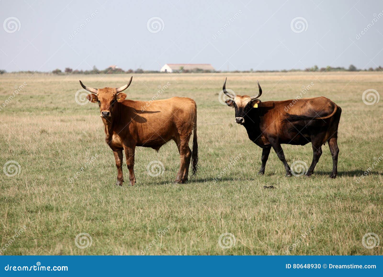 Wild Aurochs in the Nature Reserve Stock Photo - Image of gorgeous ...