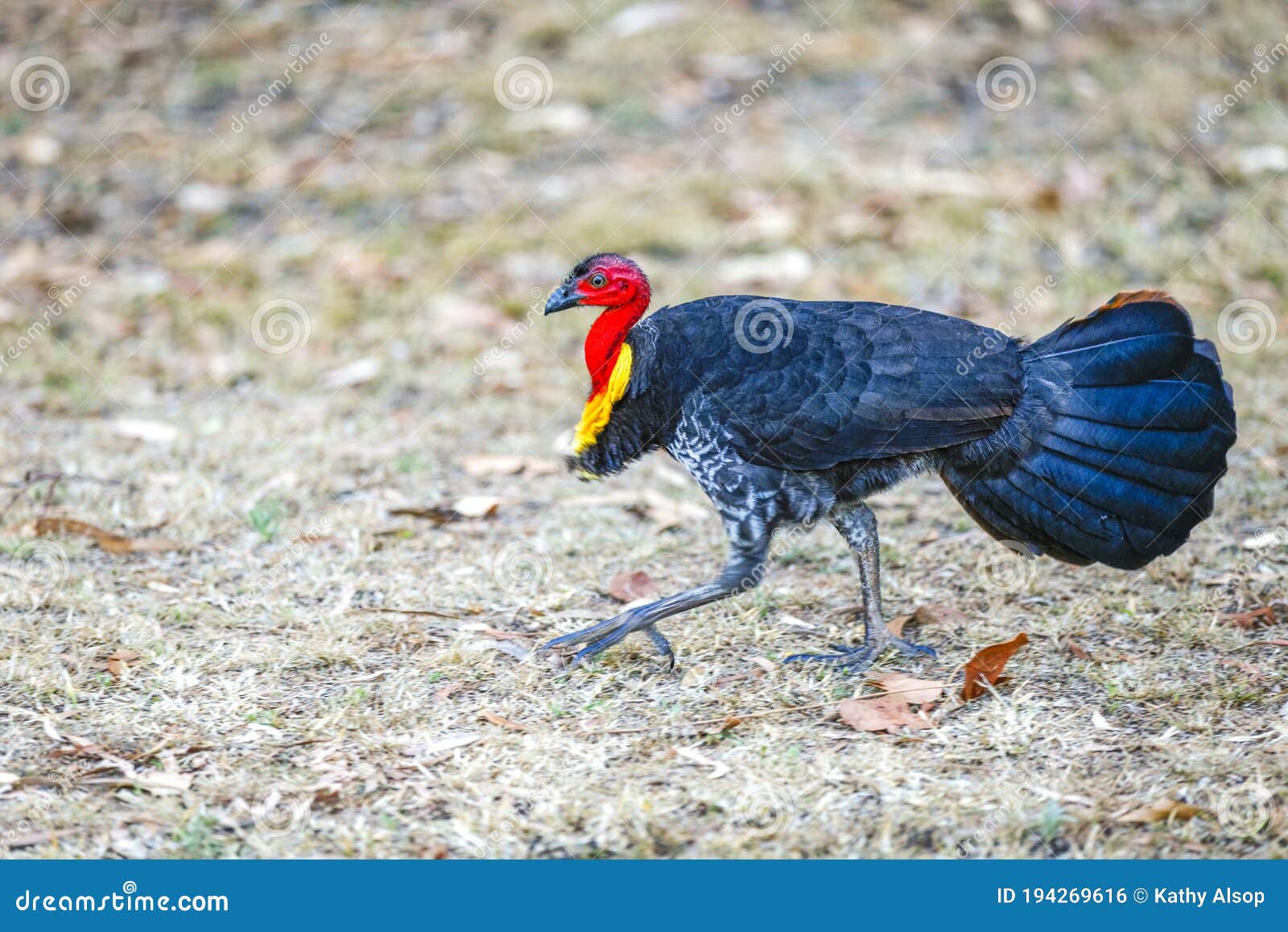 Wild Australian Bush Turkey Running Away Stock Photo - Image of ...