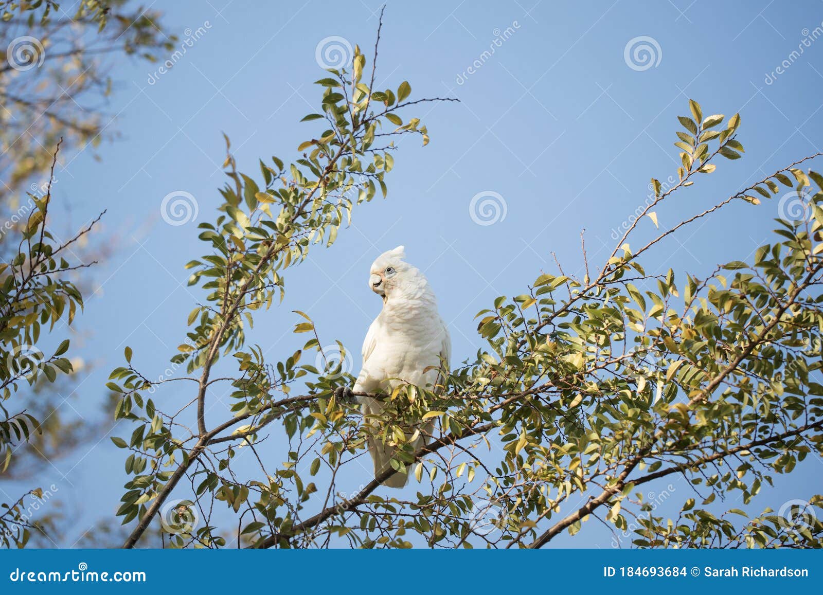 Wild Australian Corella in a Tree Stock Photo - Image of ornithology ...