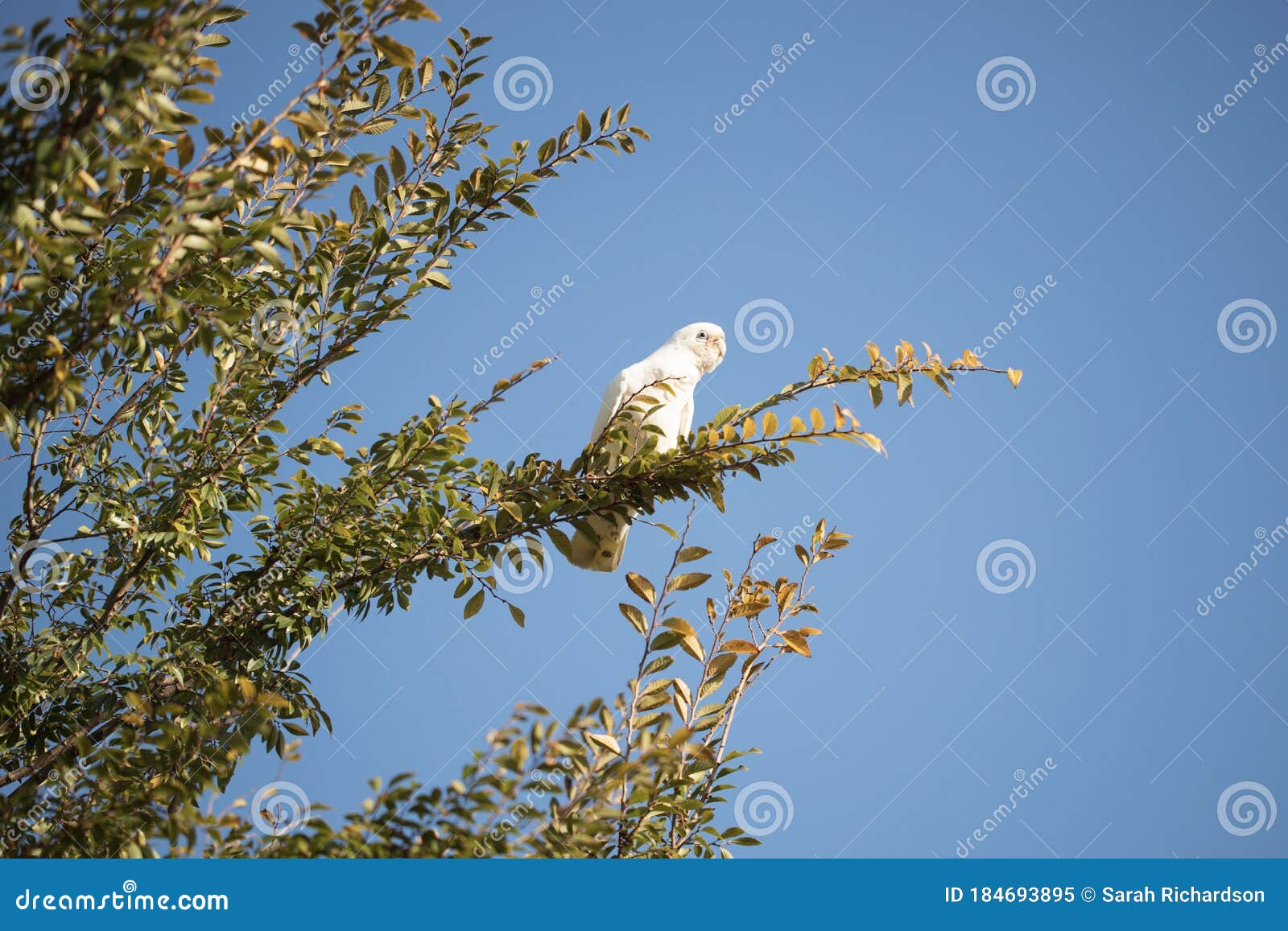 Wild Australian Corella in a Tree Stock Image - Image of bushland ...