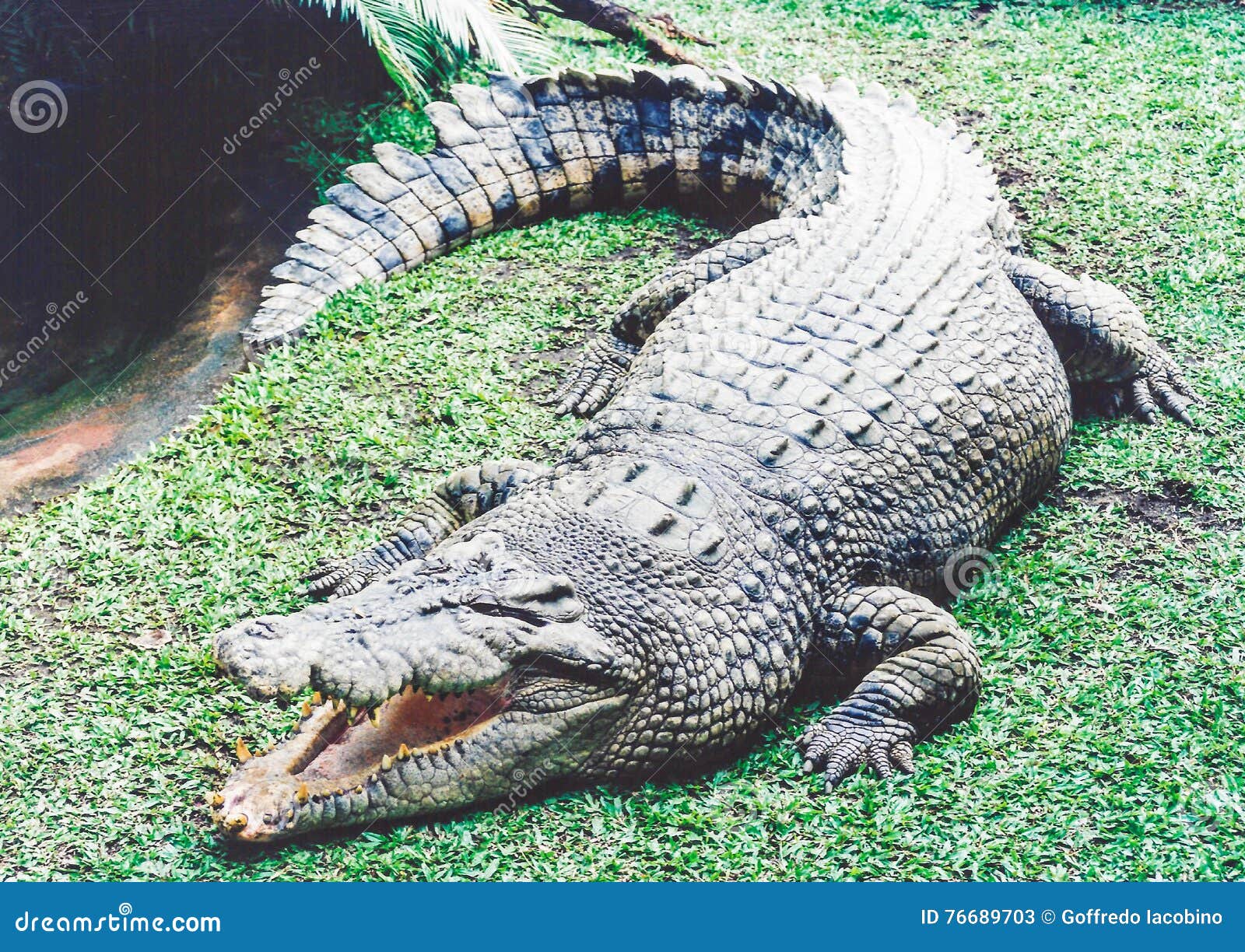 Really Wild Australian Crocodile Stock Image - Image of crocodile ...