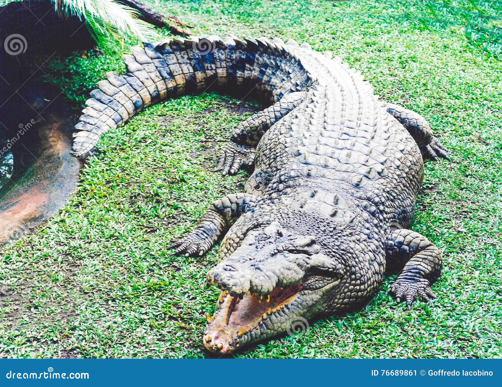 Really Wild Australian Crocodile Stock Image - Image of alligator ...