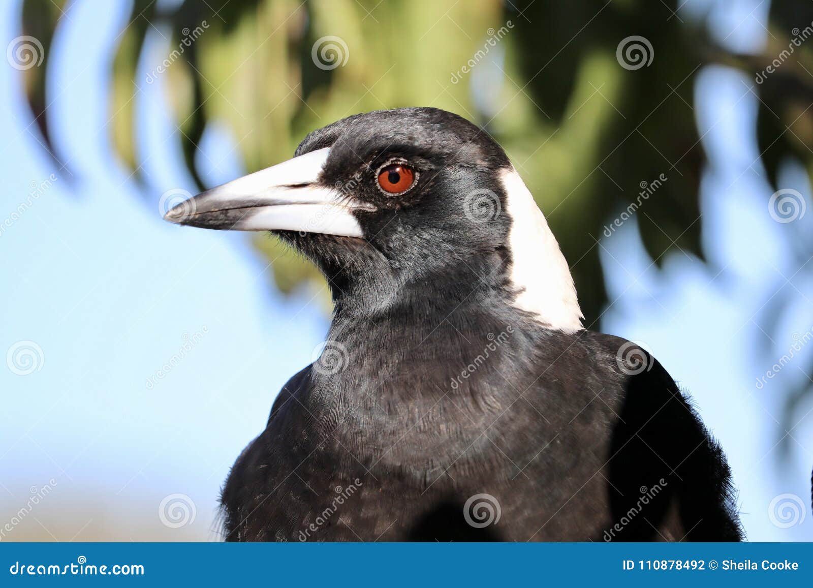 Wild Australian Magpie Upper Body Stock Photo - Image of beak, shot ...