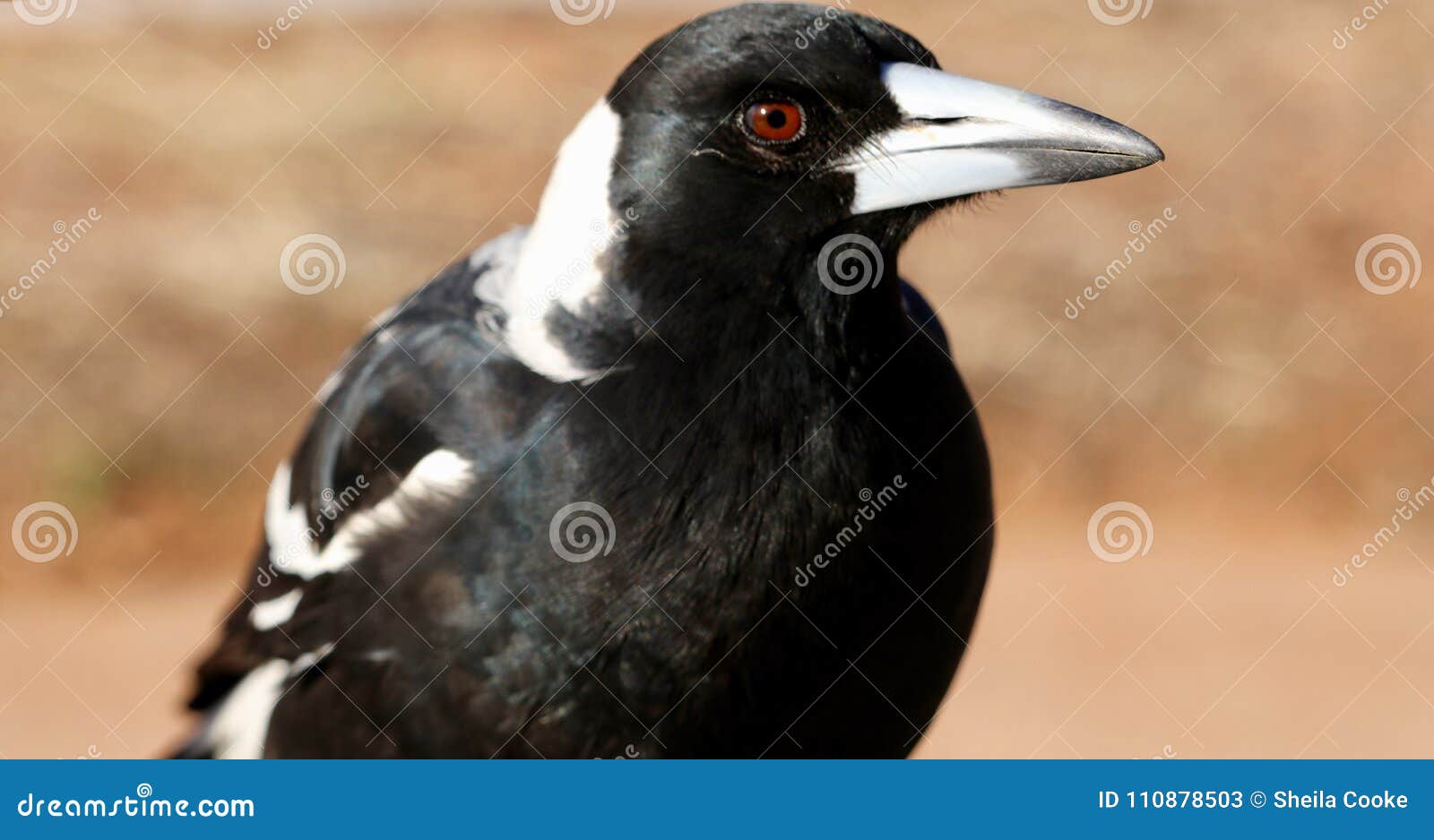 Wild Australian Magpie Upper Body Profile Royalty-Free Stock Photo ...