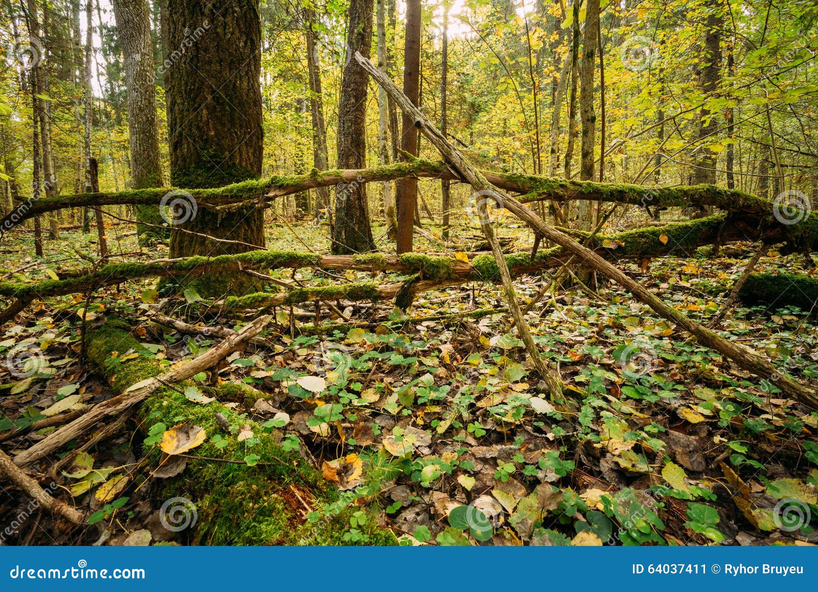 Wild Autumn Forest. Fallen Trees in Coniferous Stock Image - Image of ...