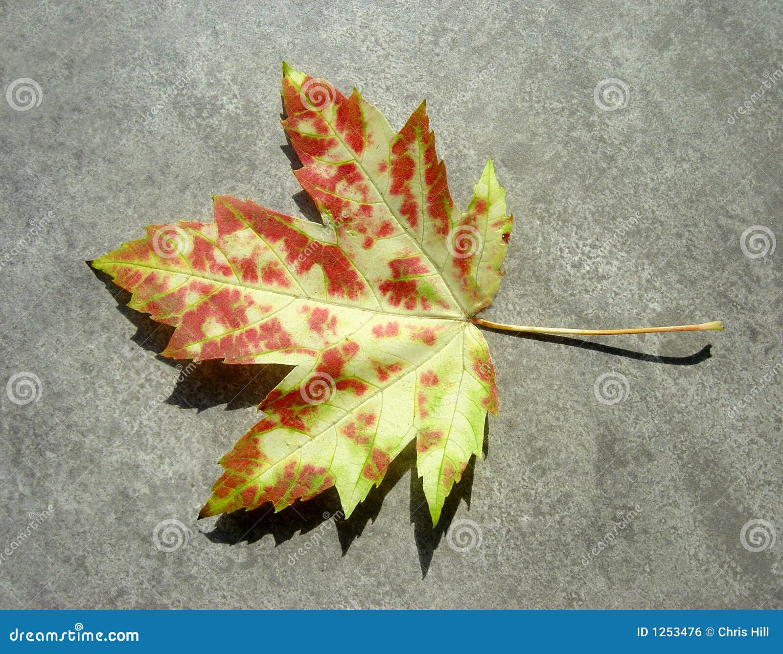 Wild Autumn Maple Leaf stock photo. Image of flawed, backgrounds - 1253476
